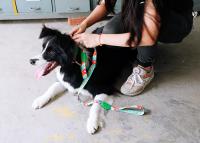 China 3.66m 12 Foot Anti Pull Dog Leash No Pull Lead For Dogs for sale