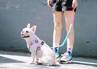 China 3 Ft 25 Ft 26 Ft Retractable Reflective Dog Leashes And Collars Free Hand Polyester Rope for sale