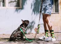 China Soft Sponge Padded Neoprene Handle Dog Leash For Medium And Large Dogs for sale