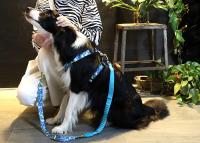 China Rpet Fiber Quick Release Padded Dog Leash Soft Neoprene 10 Foot 12 Foot 15 Foot for sale
