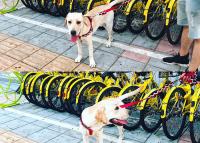 China 32 Foot 10m Anti Pull Dog Leash No Pull Dog Lead Head Halter Leash for sale