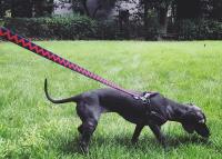China 9.14m 30 Ft 20 Ft Heavy Duty Nylon Dog Leash Red Navy Blue Elastic Woven for sale