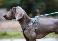 China Comfort Soft Wrap Adjustable Dog Harness For Small Dogs Safety Belt for sale