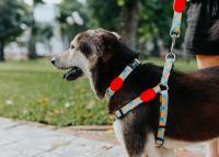 China X Xl Xxl Xxxl Large Small Dog Halters No Pulling To Stop Pulling Dog Chest Belt for sale