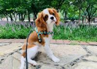 China X Xl Xxl Xxxl Large Small Dog Halters No Pulling To Stop Pulling Dog Chest Belt for sale