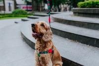 China Polyester Watermelon Dog Harness For Freedom Walker Front Walking for sale