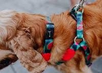China Polyester Watermelon Dog Harness For Freedom Walker Front Walking for sale