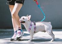 China Soft Neoprene Padded Puppy Dog Walking Training Harness Stop Pulling X Type for sale