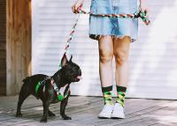 China Nylon Neoprene Padded Sublimation Dog Harness Heat Transfer Lanyard Tech for sale