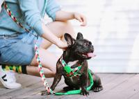 China Nylon Neoprene Padded Sublimation Dog Harness Heat Transfer Lanyard Tech for sale