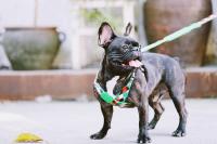 China Nylon Neoprene Padded Sublimation Dog Harness Heat Transfer Lanyard Tech for sale