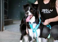 China Fully Adjustable Dog Harness For Puppy for sale