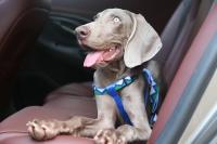 China 2.5cm Woven Elastic Dog Harness Belt Dog Body Belt Pet Training for sale