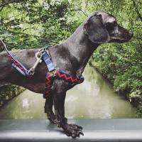 China HiDREAM XS Dog Walking Harness To Stop Pulling Puppy Seat Belt For Car for sale