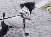 China Soft Nylon Padded Dog Harness No Pull Vest With Elastic Woven Strip Lightweight for sale