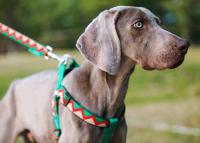 China Neck Adjustable Dog Harness For Growing Puppy Retractable Pet Accessary for sale