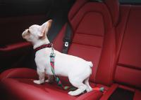 China Puppy Pet Car Seatbelt Large Dog Seat Belt Harness 19ft Vehicle Training for sale