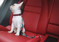 China Puppy Pet Car Seatbelt Large Dog Seat Belt Harness 19ft Vehicle Training for sale
