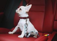 China Polyester Pet Car Seatbelt Jeep Heavy Duty Dog Car Seat Belt Pet Collar Leash for sale