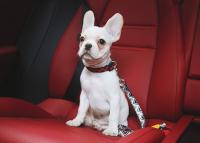China Polyester Pet Car Seatbelt Jeep Heavy Duty Dog Car Seat Belt Pet Collar Leash for sale