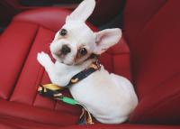 China Safety Pet Car Seatbelt Dog Wearing Seatbelt For Middle Seat for sale