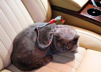 China Nylon Extra Long Crash Tested Dog Car Seat Belt Harness Leash for sale