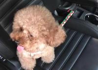 China Dog Cat Pet Car Seatbelt Harness Strap Belt With Metal Hook for sale