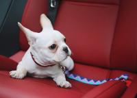 China Anti Shock Dog Seat Belt For Back Of Suv  Jeep Wrangler Boot for sale