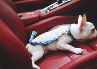 China 24 Inch Safe Pet Car Seatbelt Harness Puppy Seat Belt For Car Elastic Reflective for sale