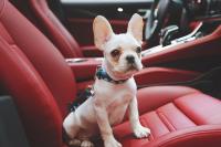China 24 Inch Safe Pet Car Seatbelt Harness Puppy Seat Belt For Car Elastic Reflective for sale