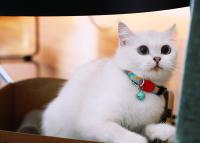 China Soft Polyester Cat Neck Band Cat Shock Collar Indoor For Cats Meowing for sale
