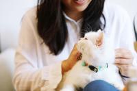 China Soft Polyester Cat Neck Band Cat Shock Collar Indoor For Cats Meowing for sale