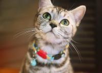 China Soft Polyester Cat Neck Band Cat Shock Collar Indoor For Cats Meowing for sale