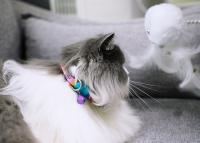 China Kitten Reflective Cute Breakaway Bow Tie Cat Collar With Bell for sale