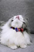 China Kitten Reflective Cute Breakaway Bow Tie Cat Collar With Bell for sale