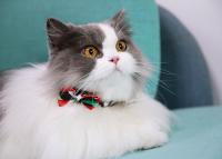 China Adjustable Safe Cat Collars With Buckle Fastening And Elastic for sale