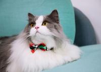 China Adjustable Safe Cat Collars With Buckle Fastening And Elastic for sale