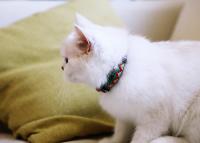 China Personalized Green Velvet Safe Cat Breakaway Collar With Bell Soft Flocking Plastic Buckle for sale