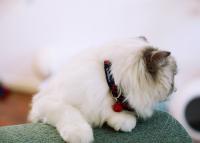 China Woven Safe Cat Collars Personalised Quick Release Cat Collar Soft Buckle for sale