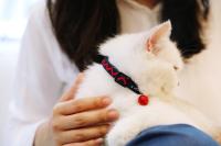 China Woven Safe Cat Collars Personalised Quick Release Cat Collar Soft Buckle for sale