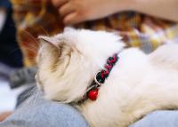 China Woven Safe Cat Collars Personalised Quick Release Cat Collar Soft Buckle for sale
