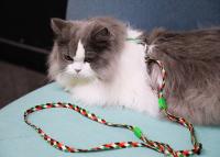 China Small Cat Walking Harness And Leash Travel Use for sale