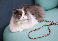 China Small Cat Walking Harness And Leash Travel Use for sale