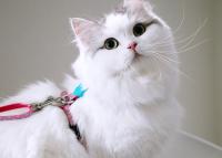 China Pink Cat Harness And Leash Cat Halter And Leash Adjustable for sale
