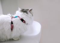 China Pink Cat Harness And Leash Cat Halter And Leash Adjustable for sale