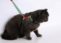 China Kitty Travel Cat Harness And Leash For Walking Comfortable Polyester Padded Soft for sale