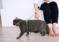 China Kitty Travel Cat Harness And Leash For Walking Comfortable Polyester Padded Soft for sale