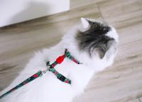 China Sublimation Large Cat Harness And Leash Cat Halter For Walking for sale