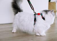 China Sublimation Large Cat Harness And Leash Cat Halter For Walking for sale