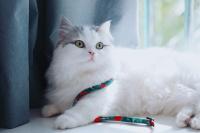 China Sublimation Large Cat Harness And Leash Cat Halter For Walking for sale